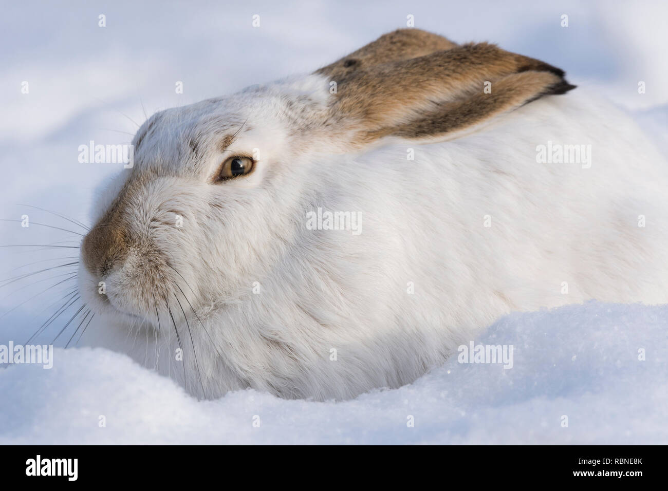 White tailed jackrabbit snow winter hi-res stock photography and images ...