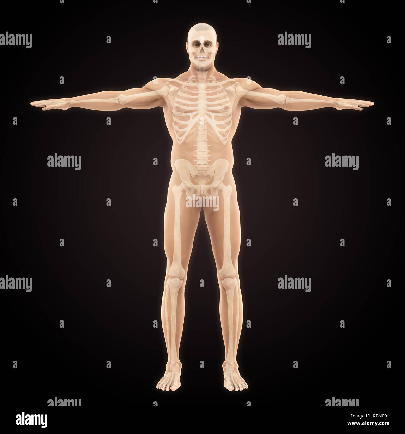 Human Skeletal System Illustration Stock Photo - Alamy