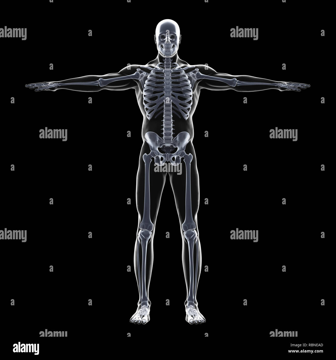 Human Skeletal System Illustration Stock Photo - Alamy