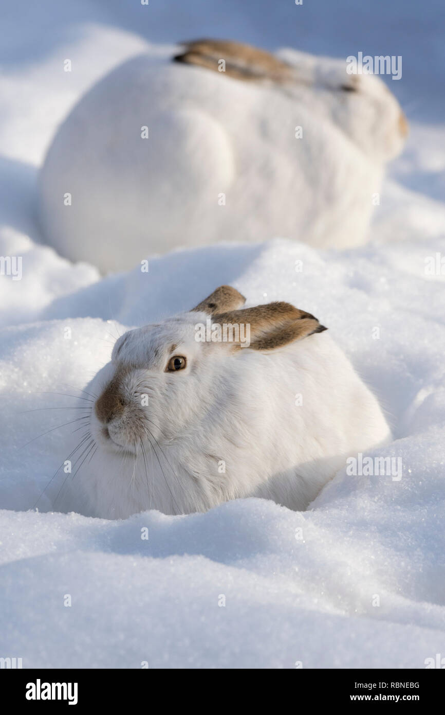 White-tailed Jackrabbits (Lepus townsendii) in snow, Alberta, Canada ...