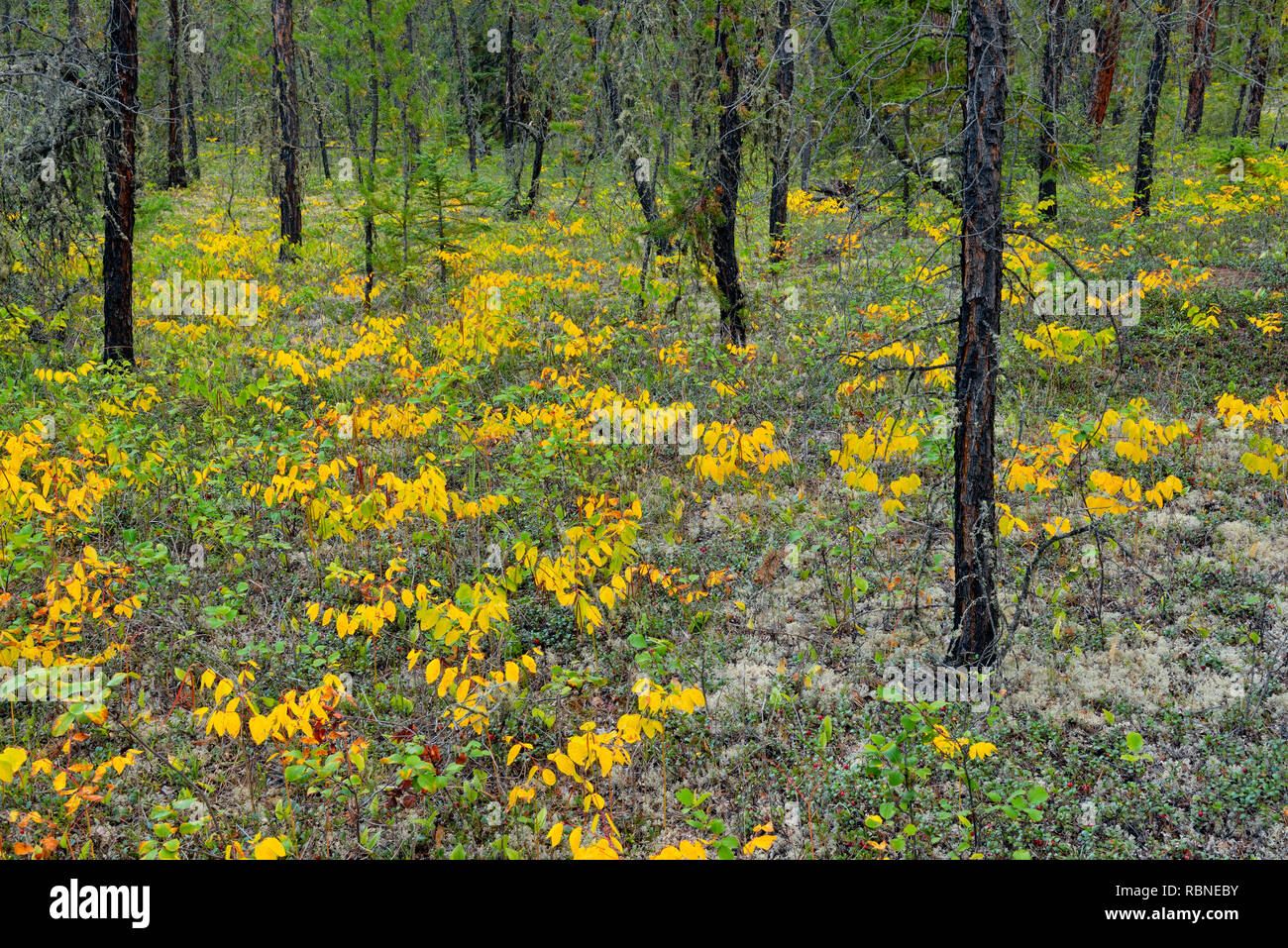 Forest fort hi-res stock photography and images - Alamy