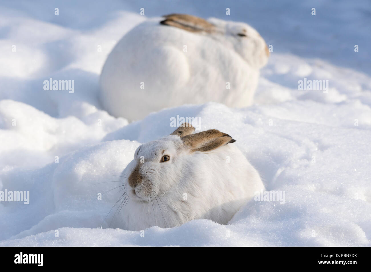 White-tailed Jackrabbits (Lepus townsendii) in snow, Alberta, Canada ...