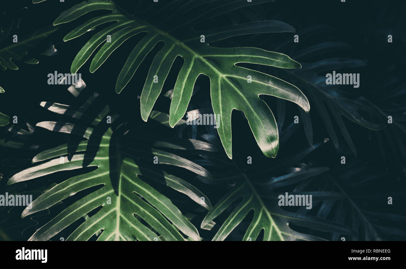 Real monstera leaves background.Tropical,botanical nature concepts ...