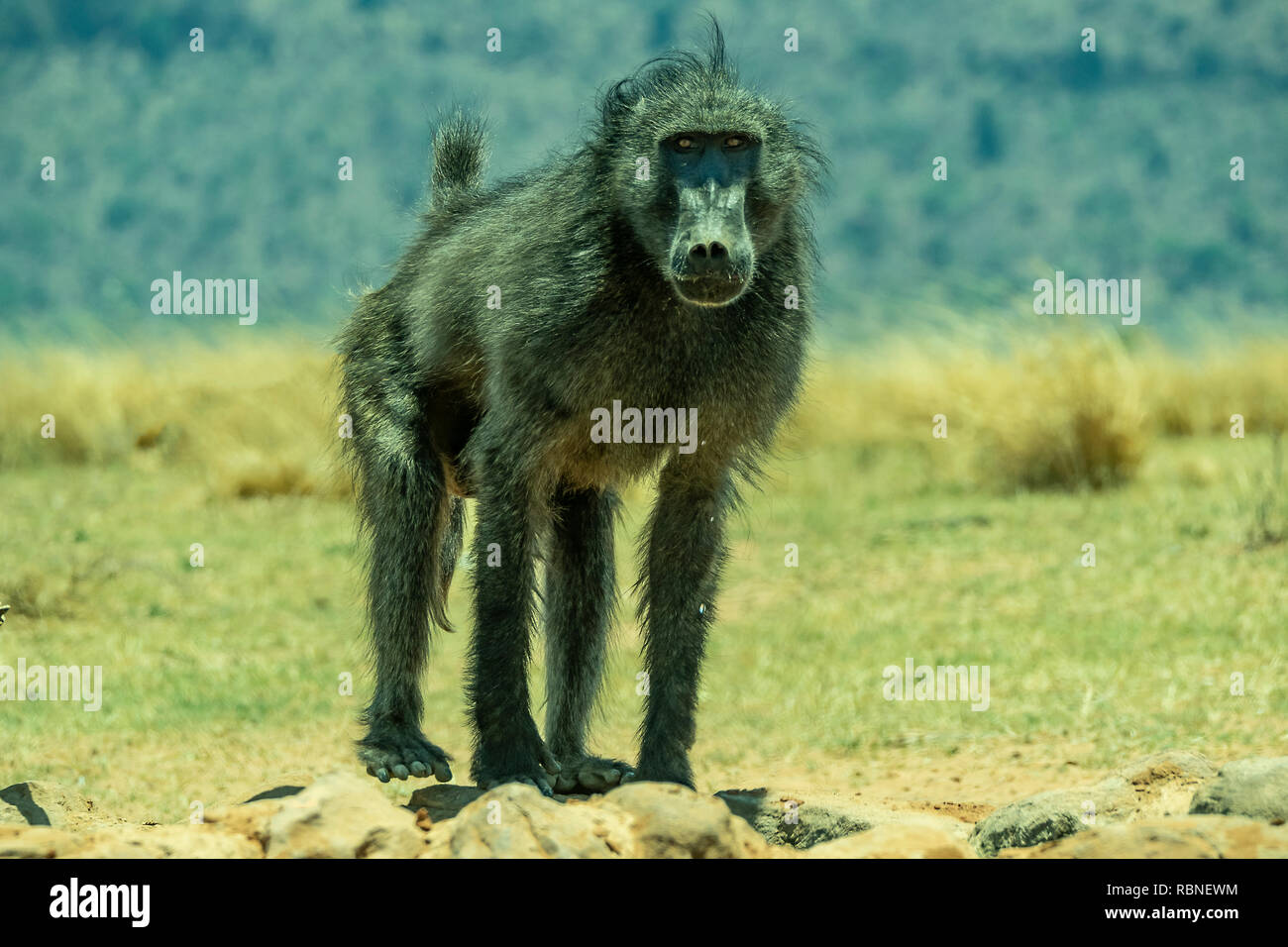 Baboon, Dabchick Game Reserve, Waterberg Region. Limpopo Province ...