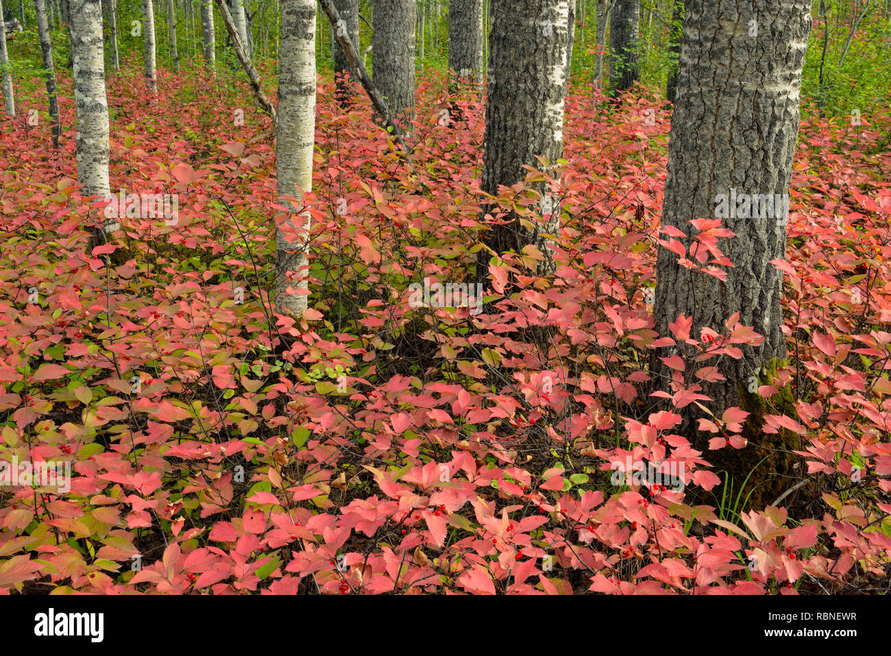Highbush cranberry in an aspen woodland, Wood Buffalo National Park ...