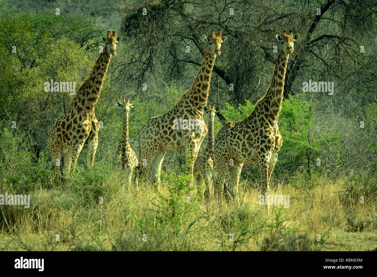 Dabchick Game Reserve, Waterberg Region. Limpopo Province, South Africa ...