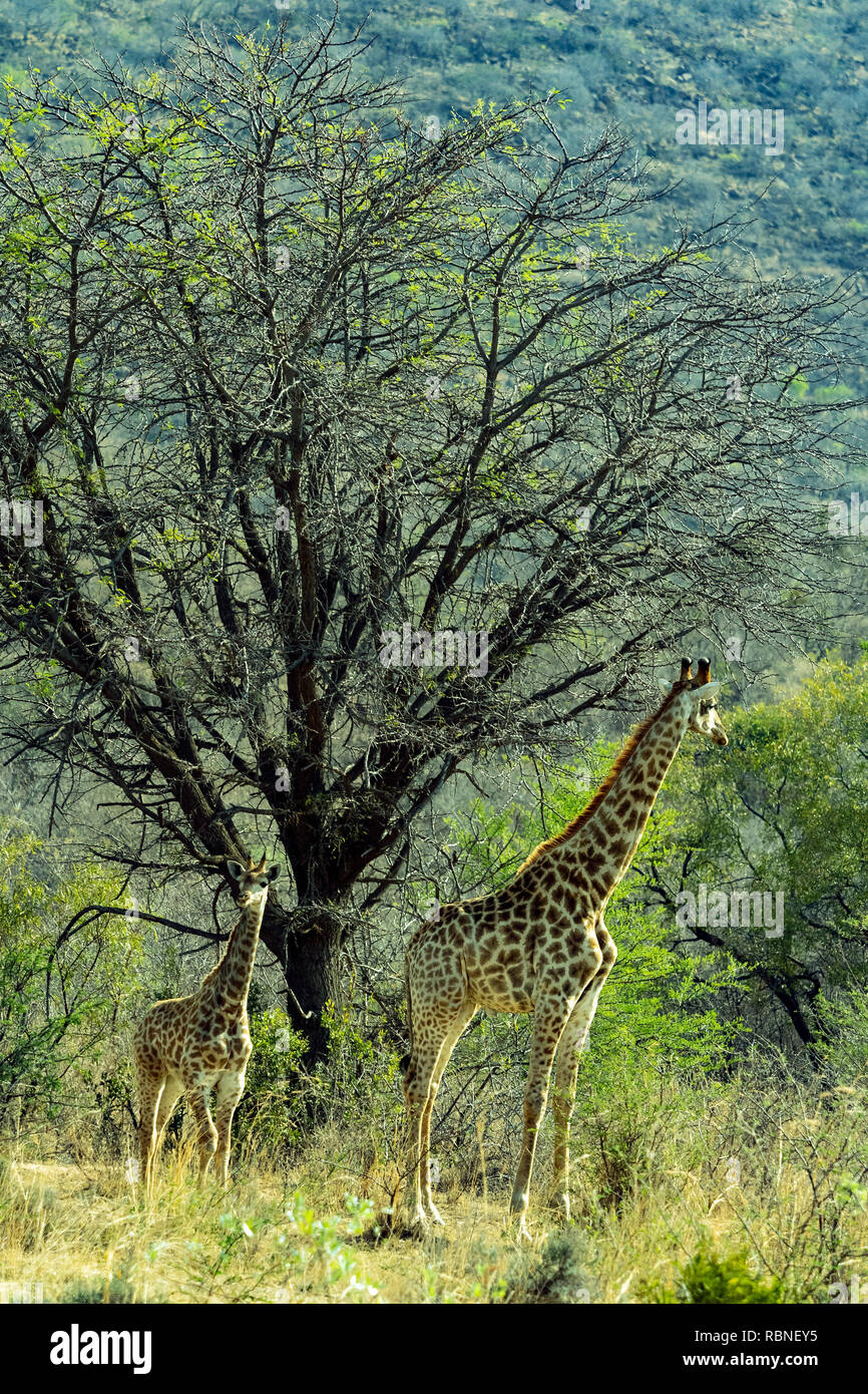 Dabchick Game Reserve, Waterberg Region. Limpopo Province, South Africa ...