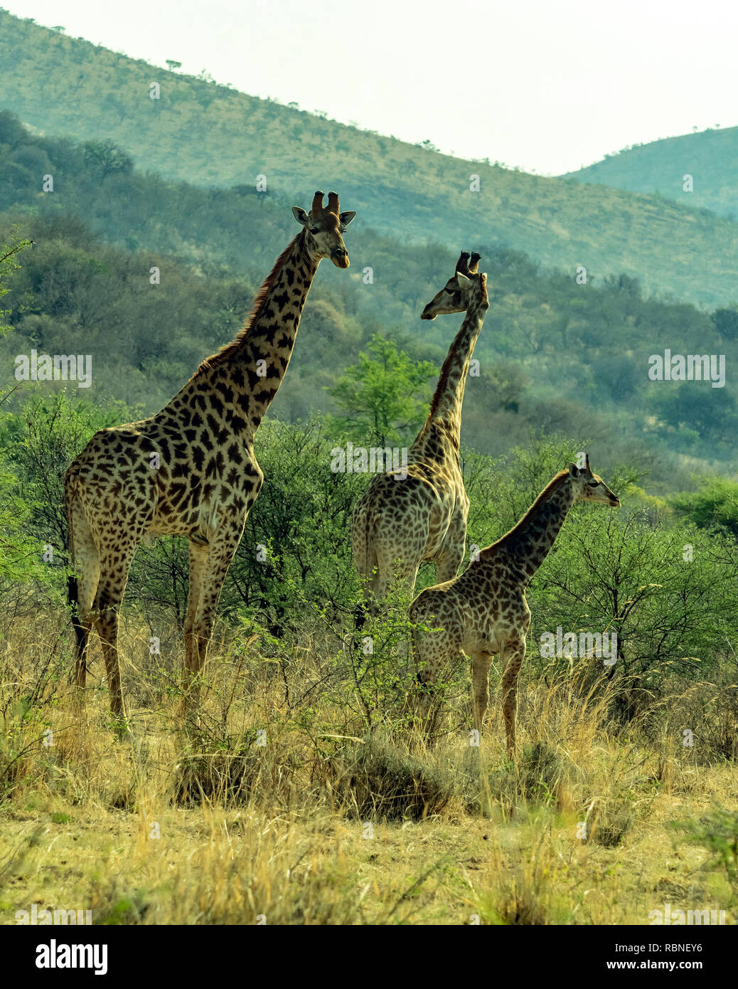 Dabchick Game Reserve, Waterberg Region. Limpopo Province, South Africa ...
