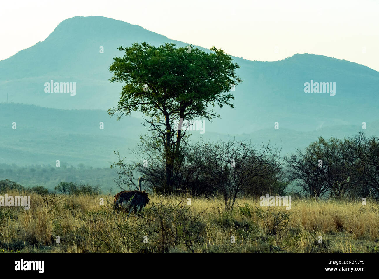 Dabchick Game Reserve, Waterberg Region. Limpopo Province, South Africa ...