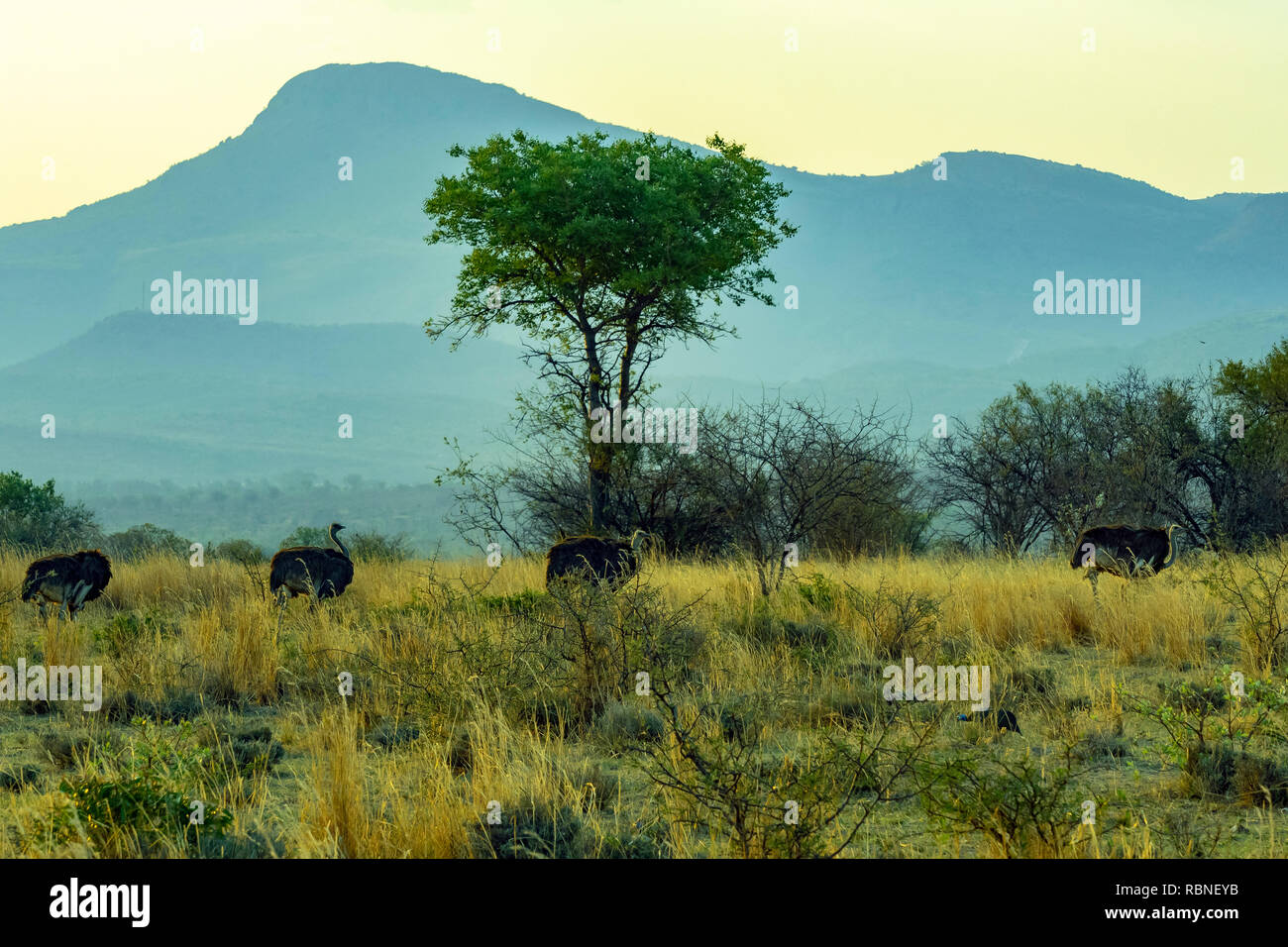 Dabchick Game Reserve, Waterberg Region. Limpopo Province, South Africa ...