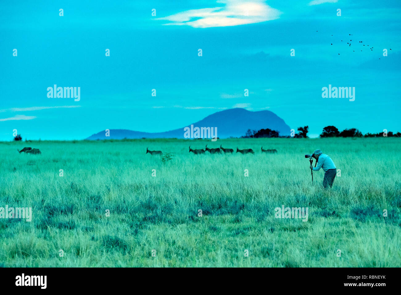 Dabchick Game Reserve, Waterberg Region. Limpopo Province, South Africa ...