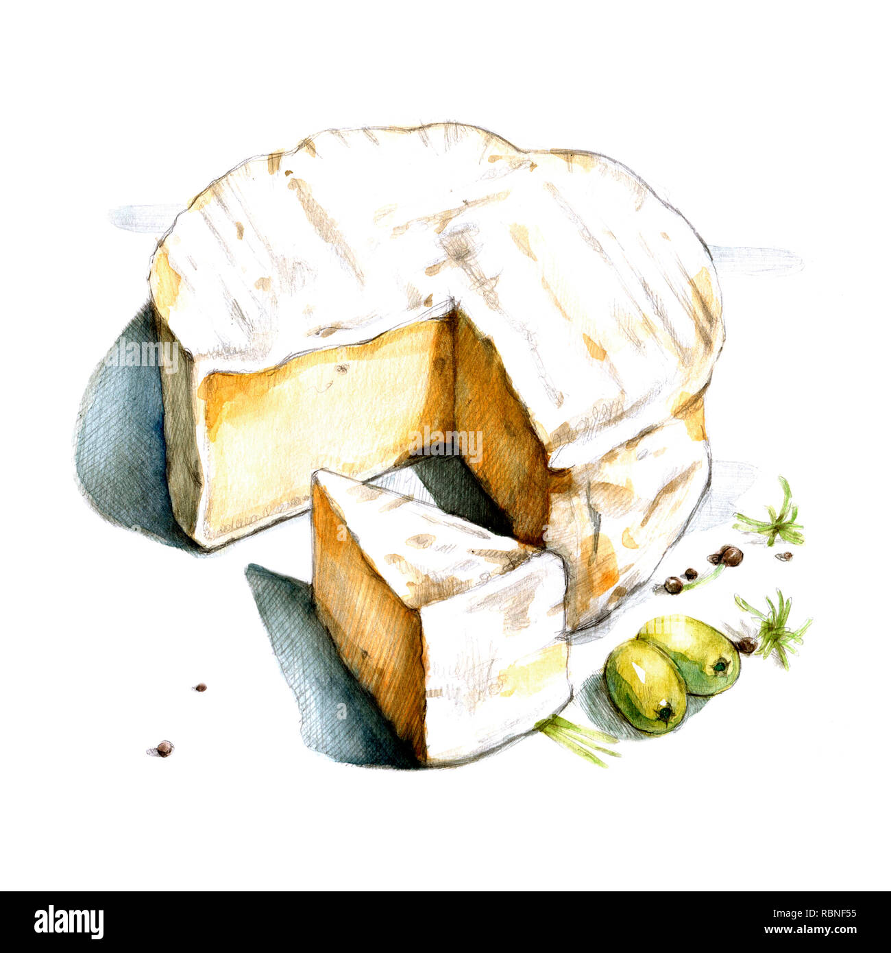 Camembert watercolor illustration on white background Stock Photo - Alamy