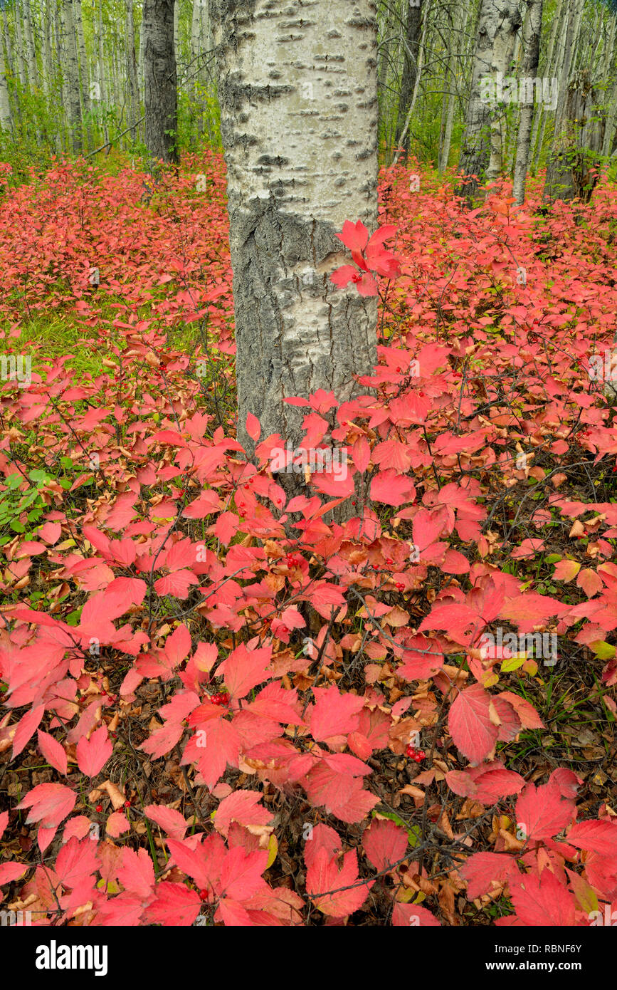 Aspen woodland with highbush cranberry in late summer, Wood Buffalo ...