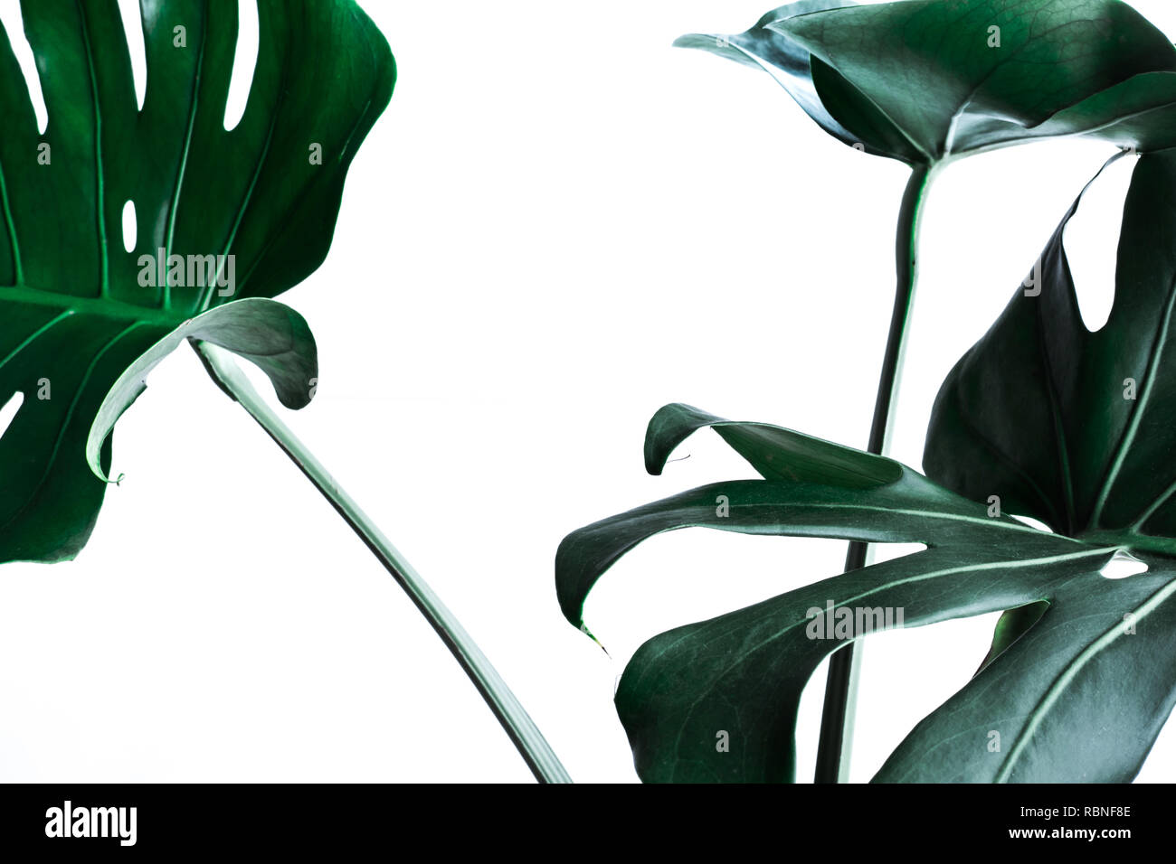 Real monstera leaves decorating for composition design.Tropical ...