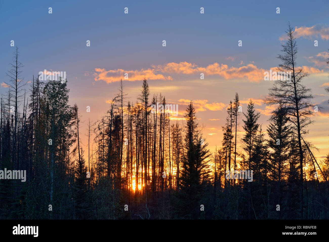 Canada forest fire hi-res stock photography and images - Alamy