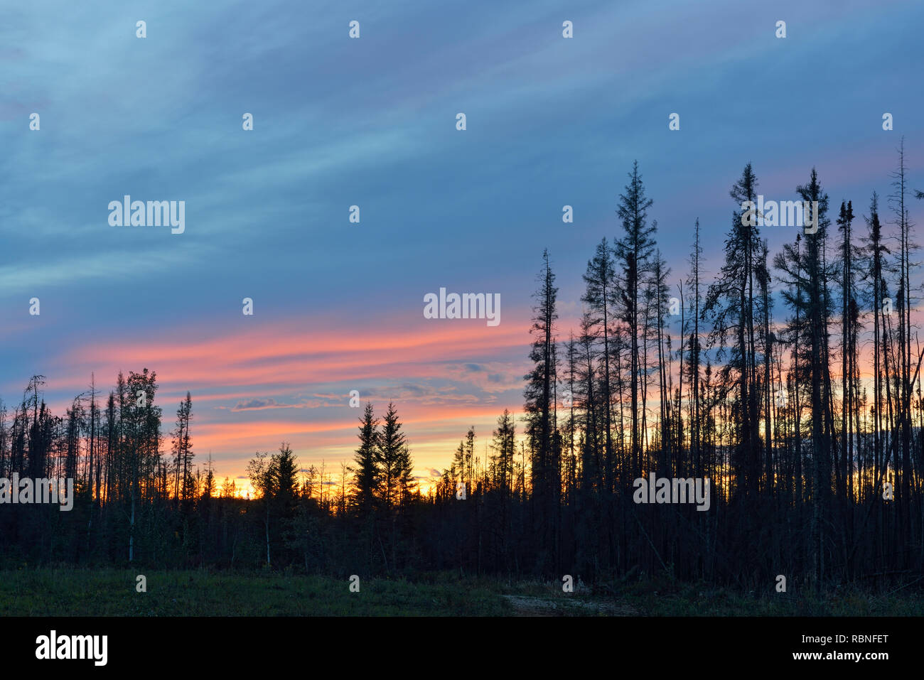 Fire adapted ecosystems hi-res stock photography and images - Alamy