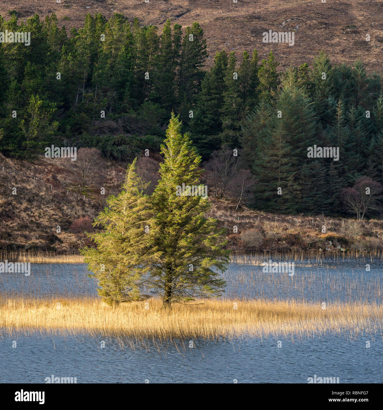 Isolated trees uk hi-res stock photography and images - Alamy
