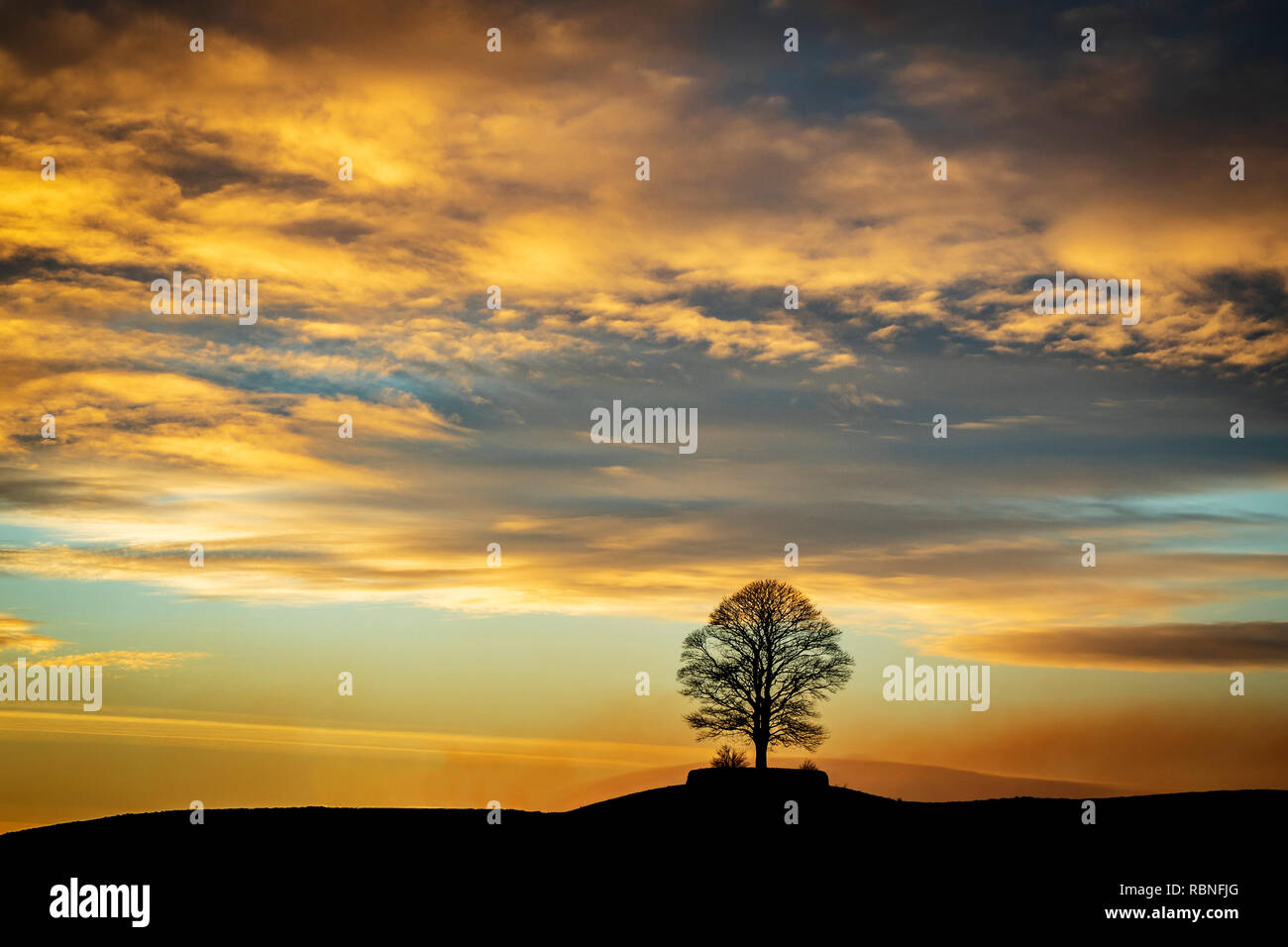 Lone Tree at sunset, above Bellerby, Yorkshire Dales, Yorkshire Stock ...