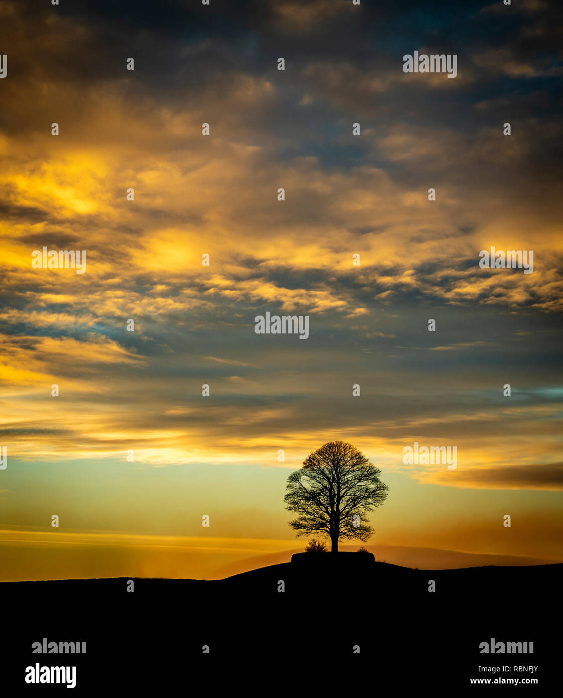 Lone Tree at sunset, above Bellerby, Yorkshire Dales, Yorkshire Stock ...