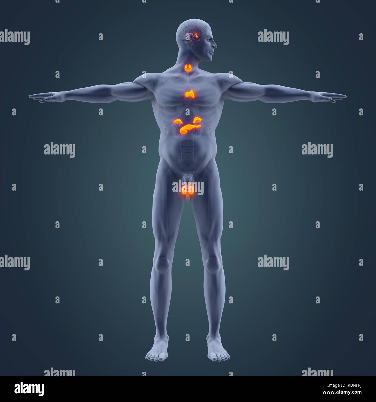 Endocrine system hi-res stock photography and images - Alamy