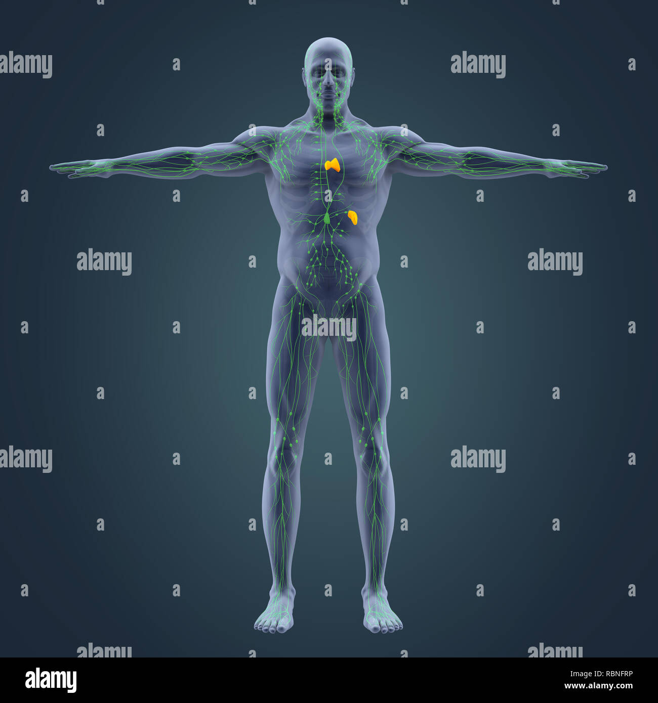Human Lymphatic System Illustration Stock Photo - Alamy