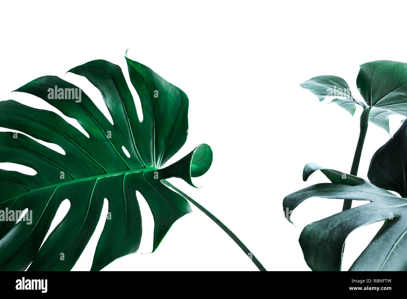 Real monstera leaves decorating for composition design.Tropical ...