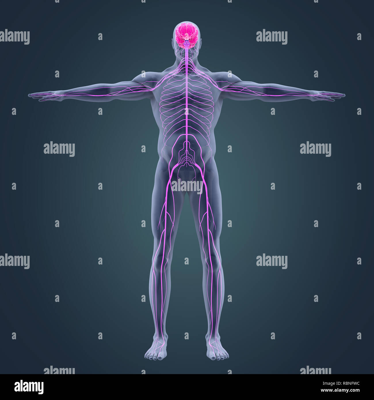 Human Nervous System Illustration Stock Photo - Alamy