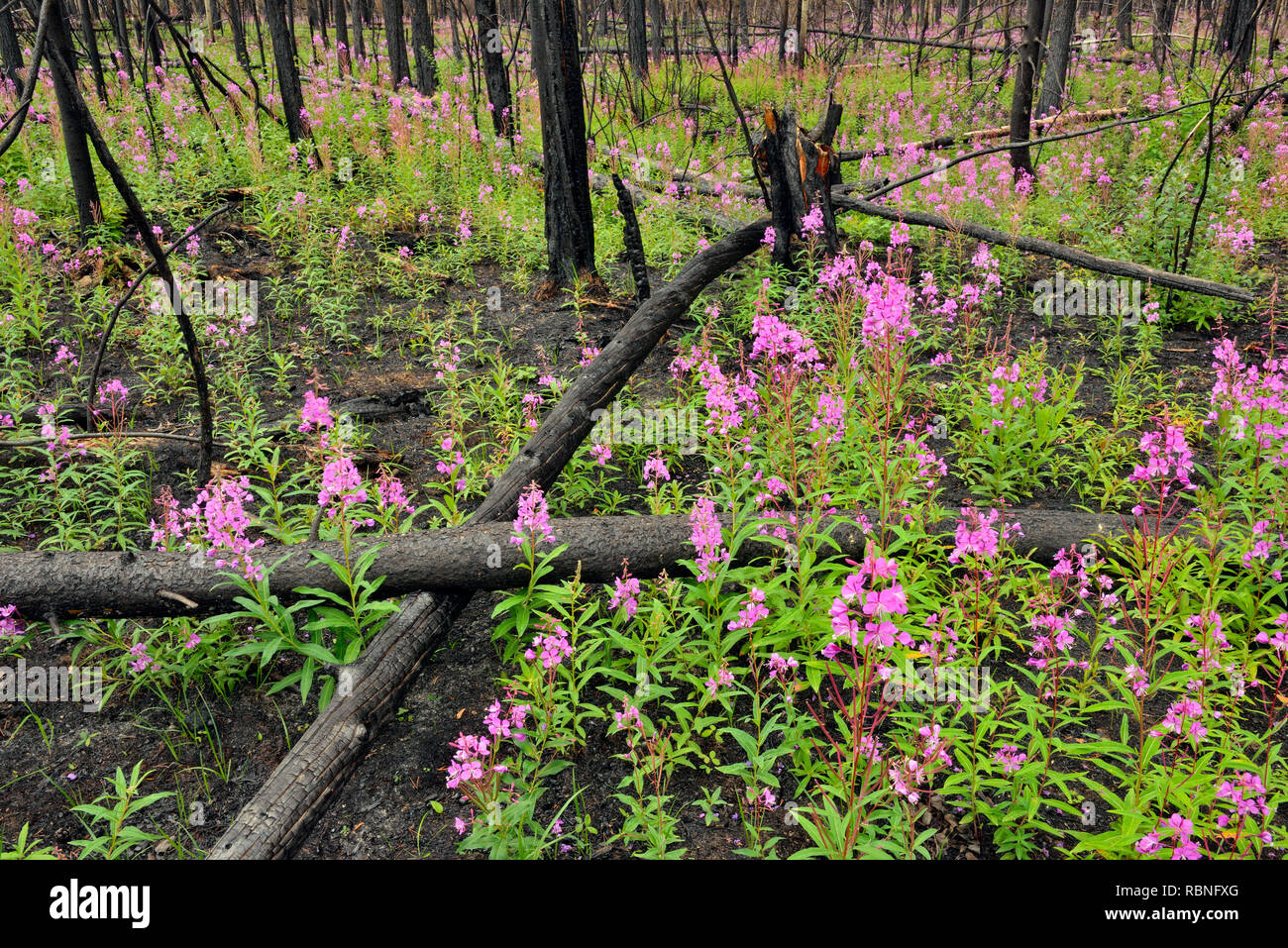 Blooming fireweed and blackened trees in a recent forest fire zone ...