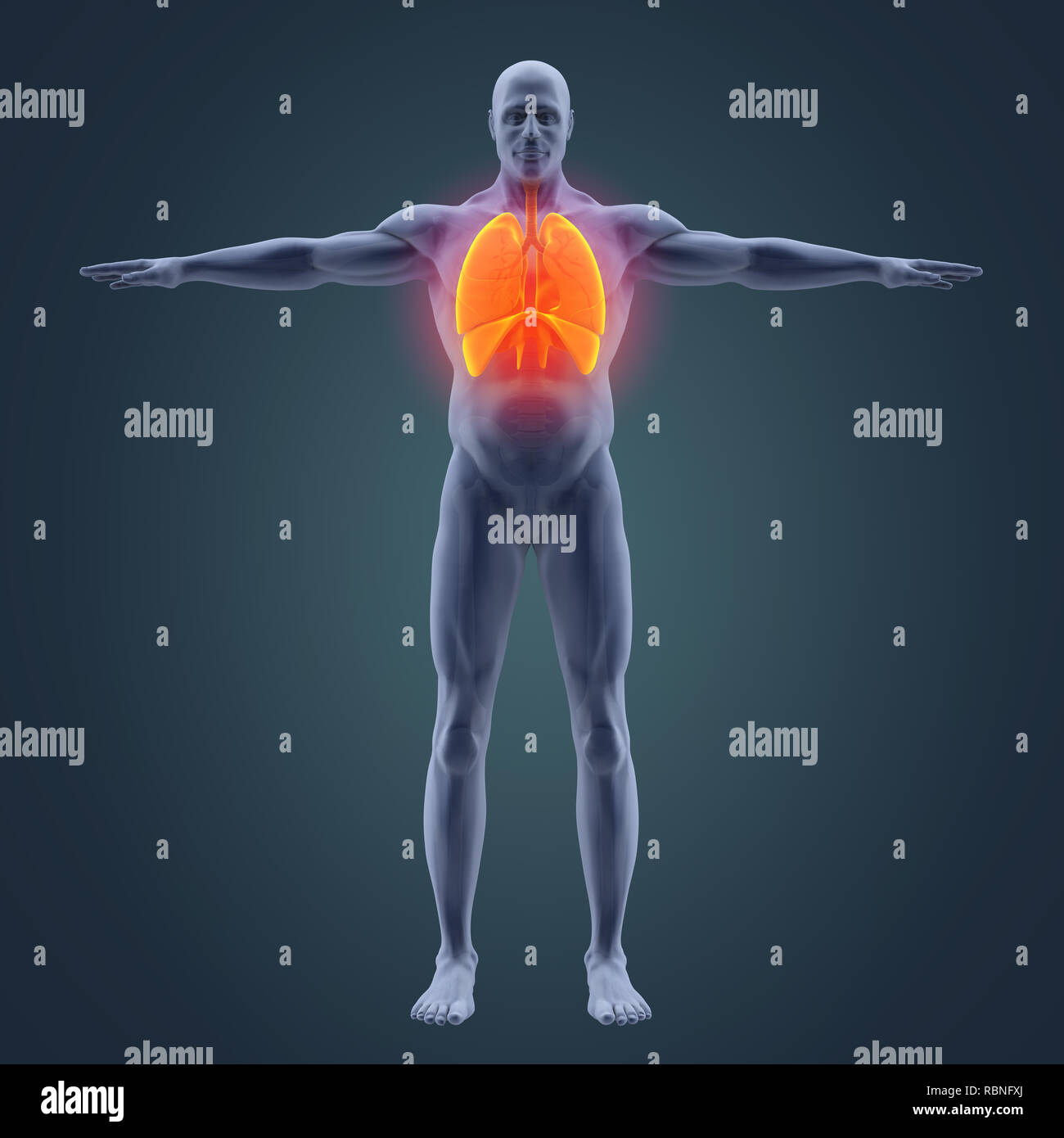 Human Respiratory System Illustration Stock Photo - Alamy