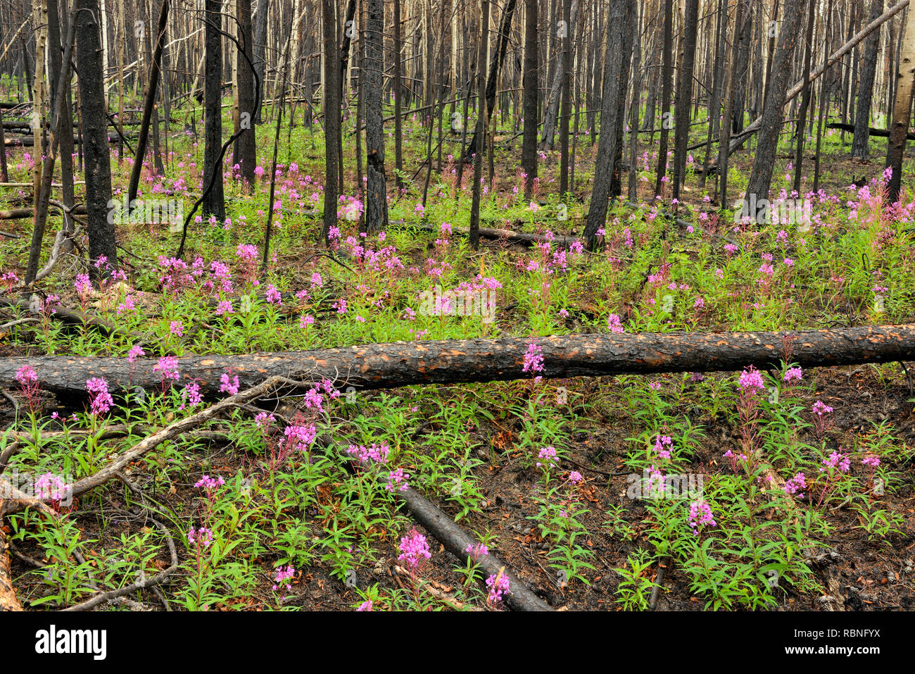 Blooming fireweed and blackened trees in a recent forest fire zone ...