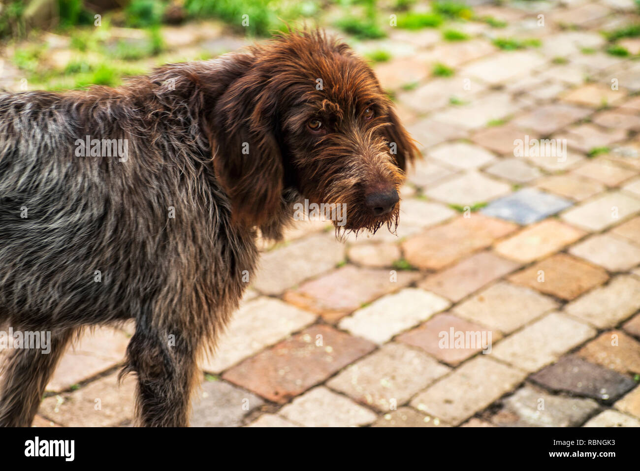 Hunting dog. Drathaar. A brown dog, a hunting dog is a drathaar. Brown ...