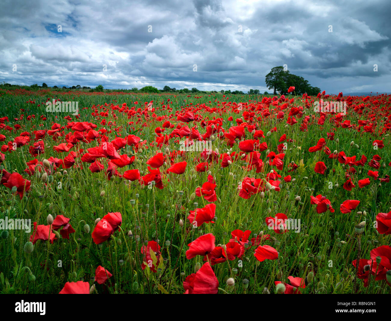 Poppy field in county kildare hi-res stock photography and images - Alamy