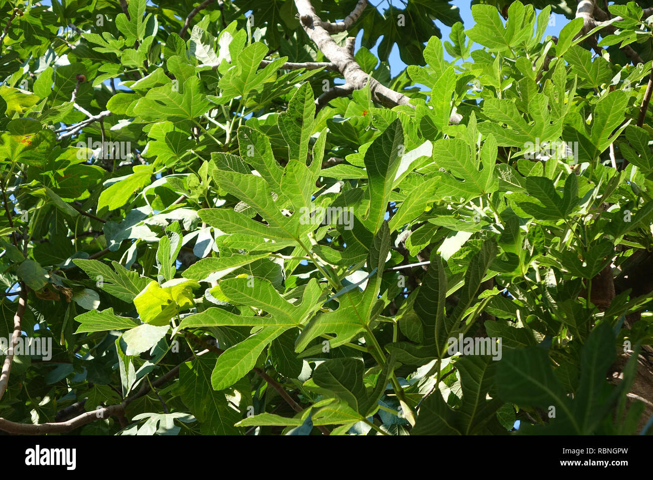 Background of Fig tree and leaves, horizontal full frame Stock Photo ...