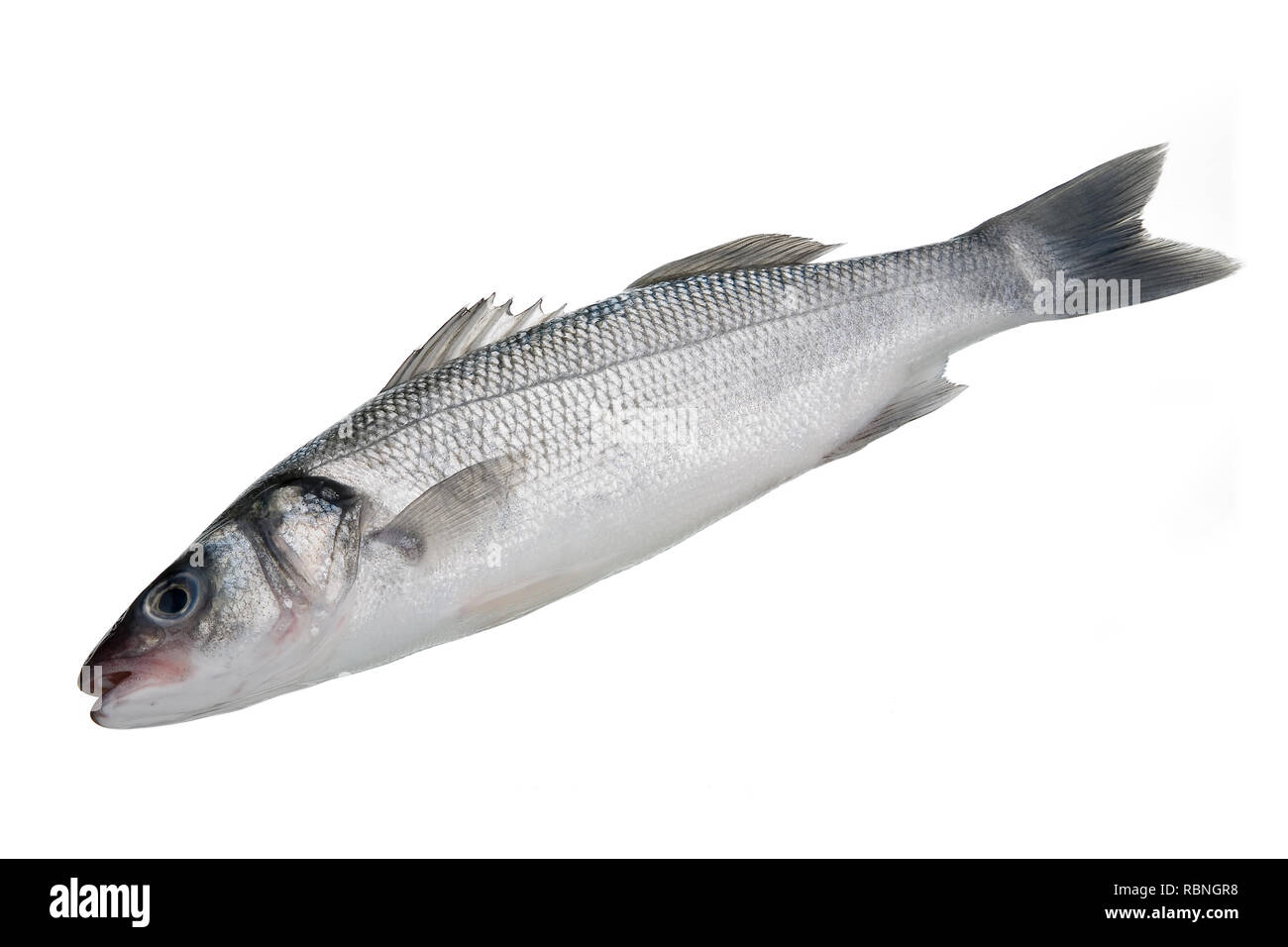 Bass fish isolated on white background Stock Photo - Alamy