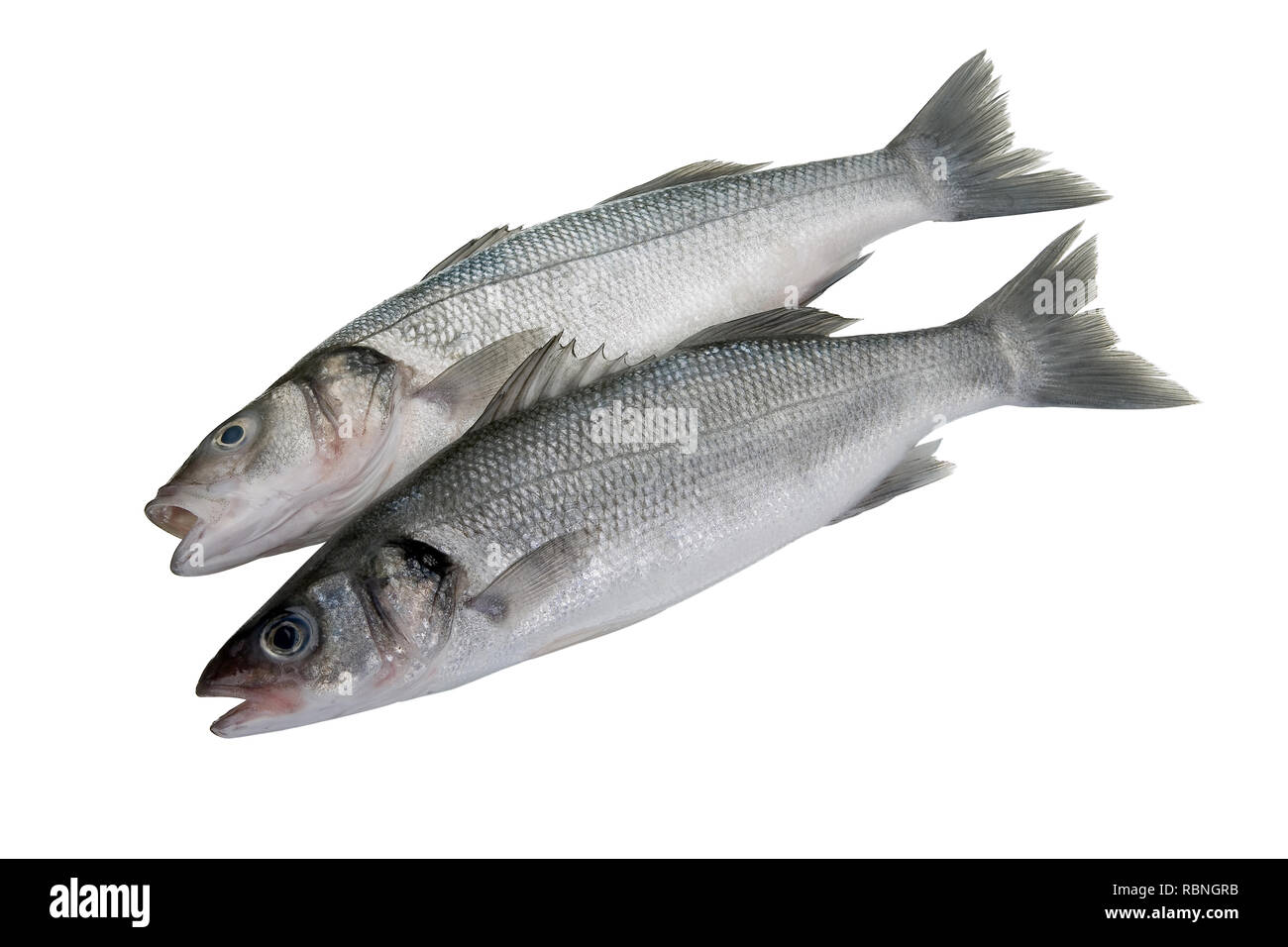 Two Bass fishes isolated on white background Stock Photo - Alamy