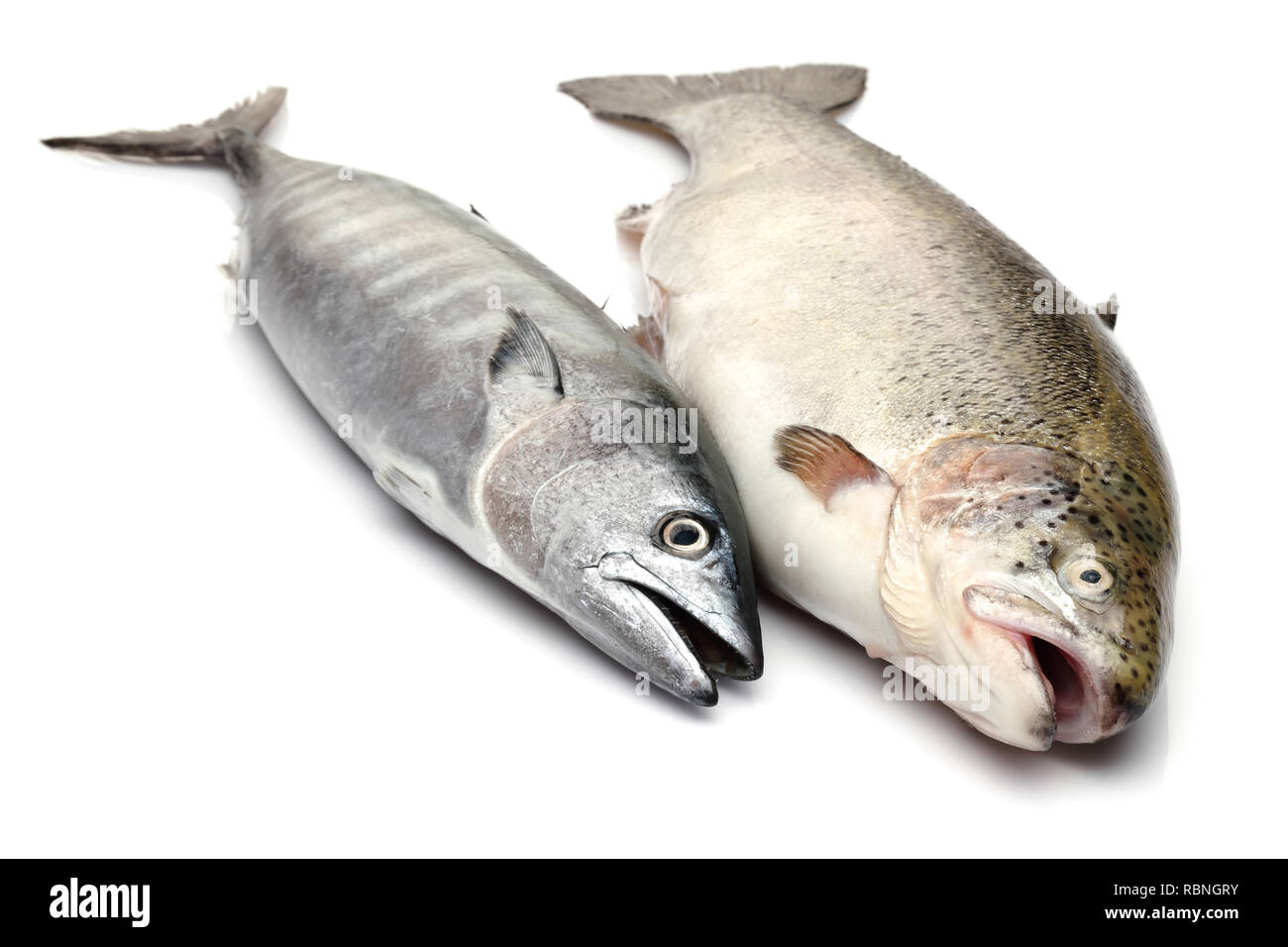 Fresh Bonito and Salmon isolated on white background Stock Photo - Alamy