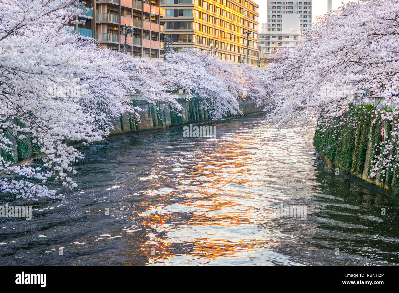 Meguro River is famous cherry blossom spots.People come to the Meguro River to see the beautiful ...
