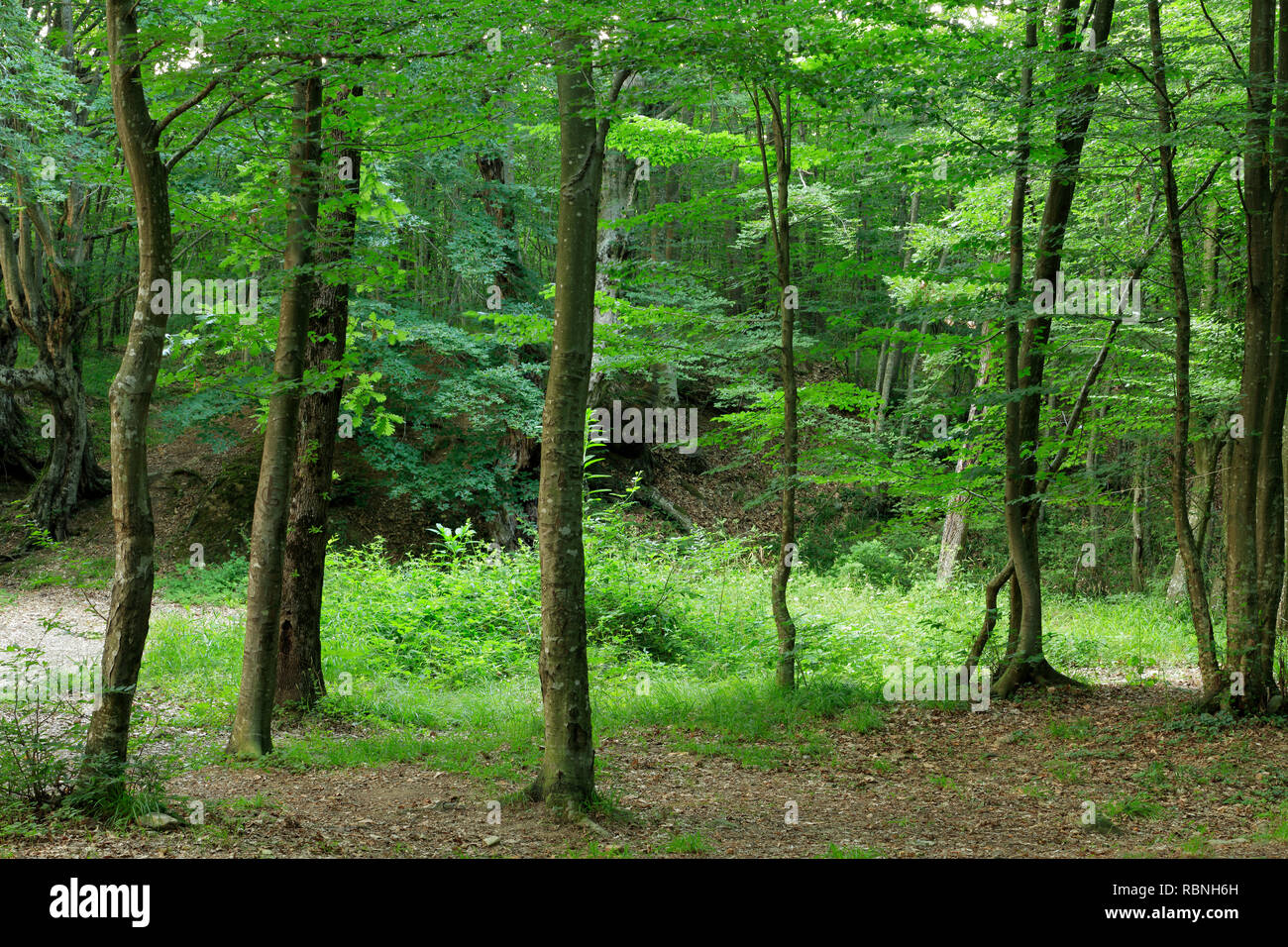 Green forest with young trees, horizontal full frame Stock Photo - Alamy