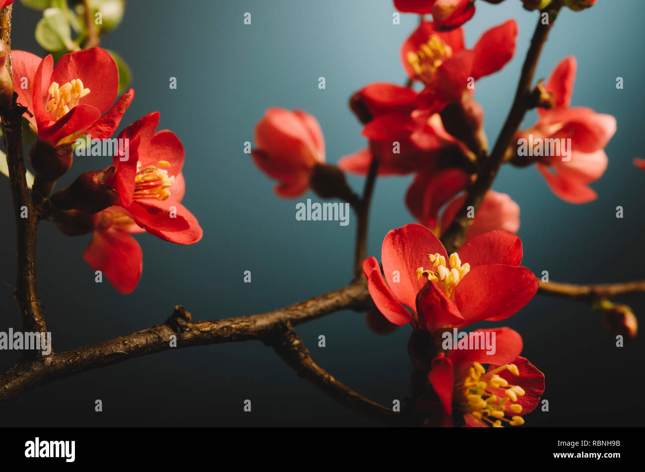 Beautiful pink japanese flower in front of retro blue background. Asian ...