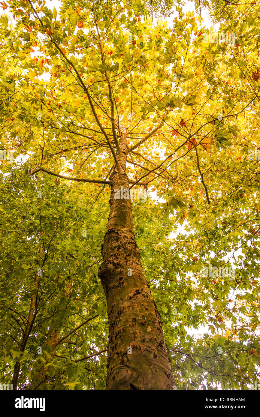 Plane Tree Walkway High Resolution Stock Photography and Images - Alamy
