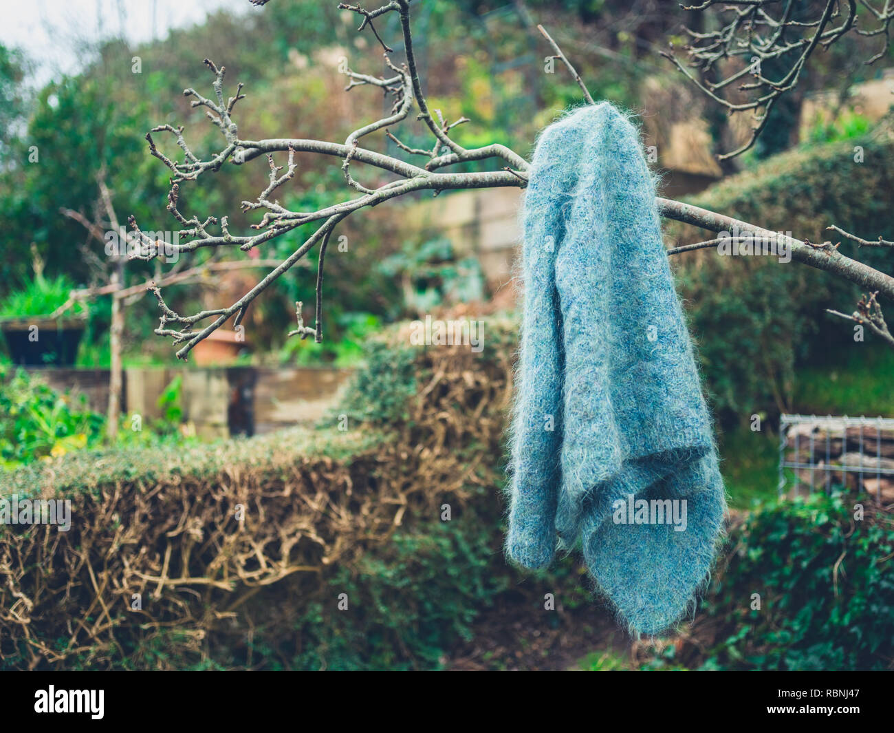 A woolen jumper is hanging from a tree in the garden Stock Photo - Alamy