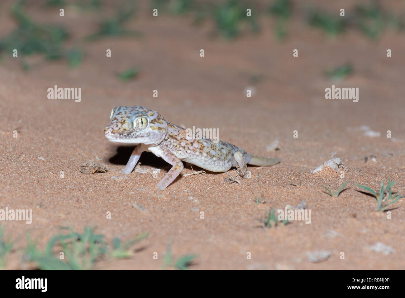 Gecko in the United Arab Emirates at night Stock Photo - Alamy
