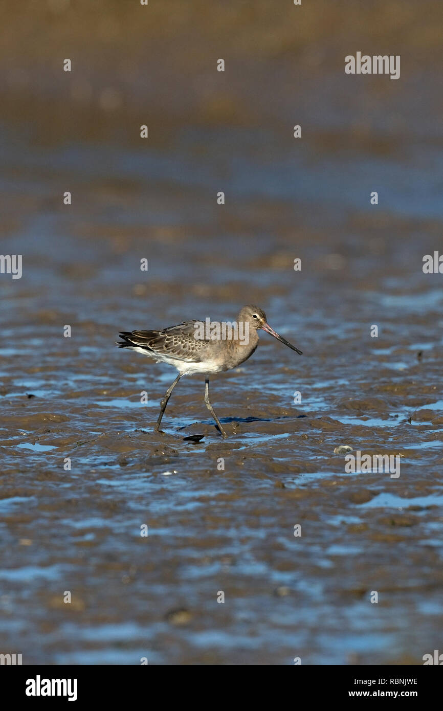 Black tailed godwits wading hi-res stock photography and images - Alamy