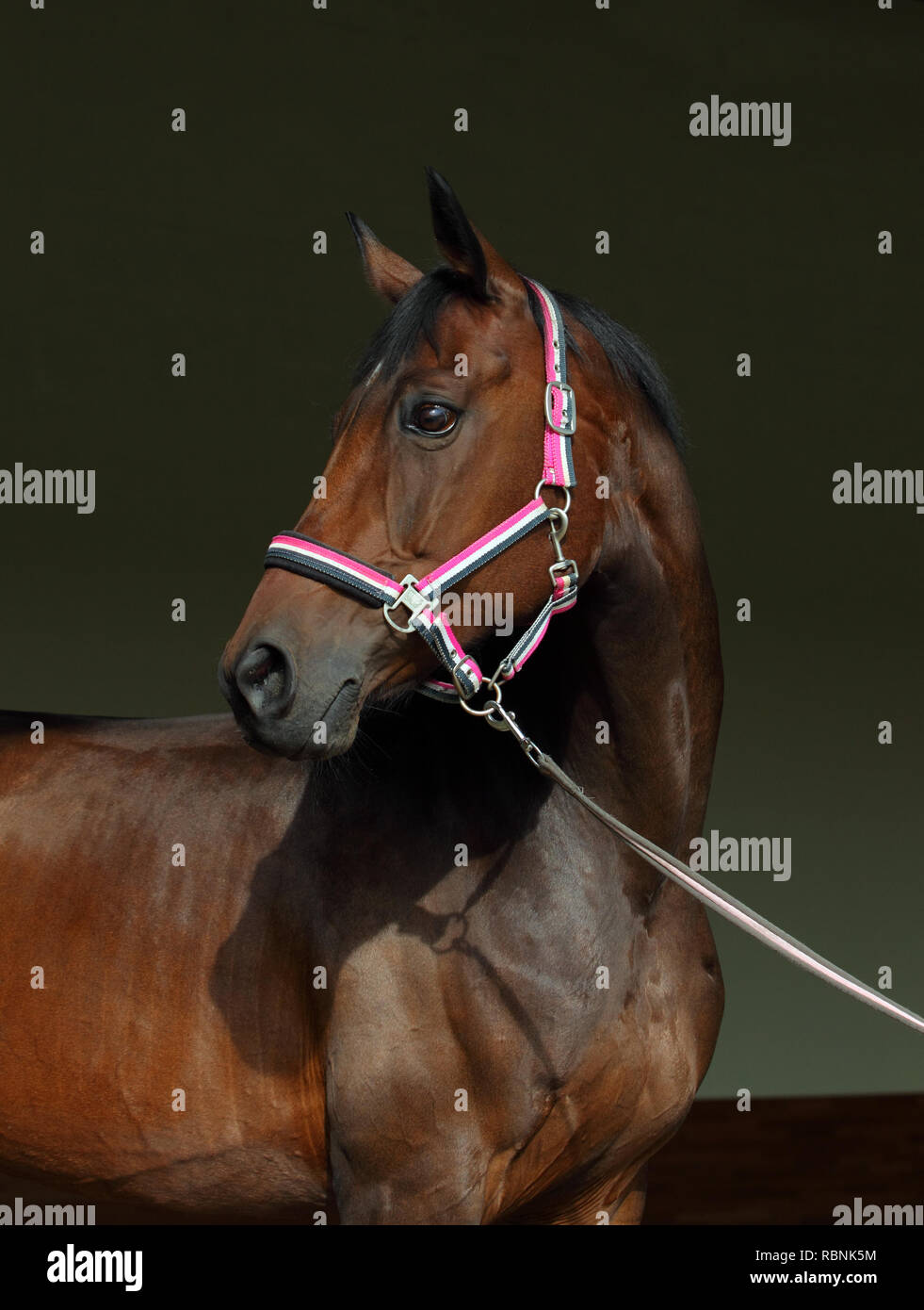 Purebred sports dressage horse portrait in dark stable background Stock ...