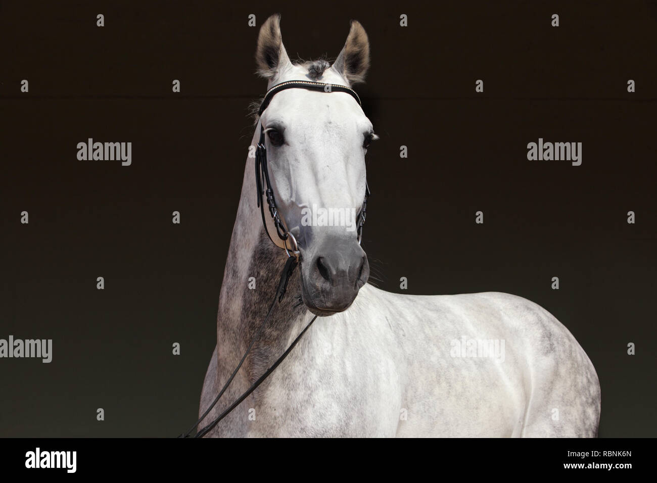 Pure Spanish Horse or PRE, portrait against dark stable background ...