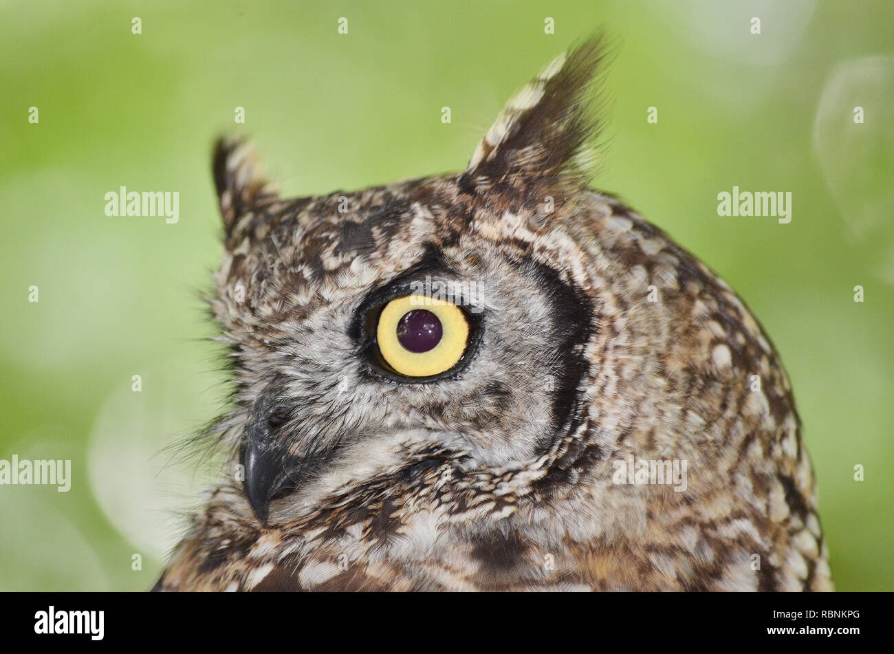 African Spotted Eagle Owl (Bubo africanus Stock Photo - Alamy