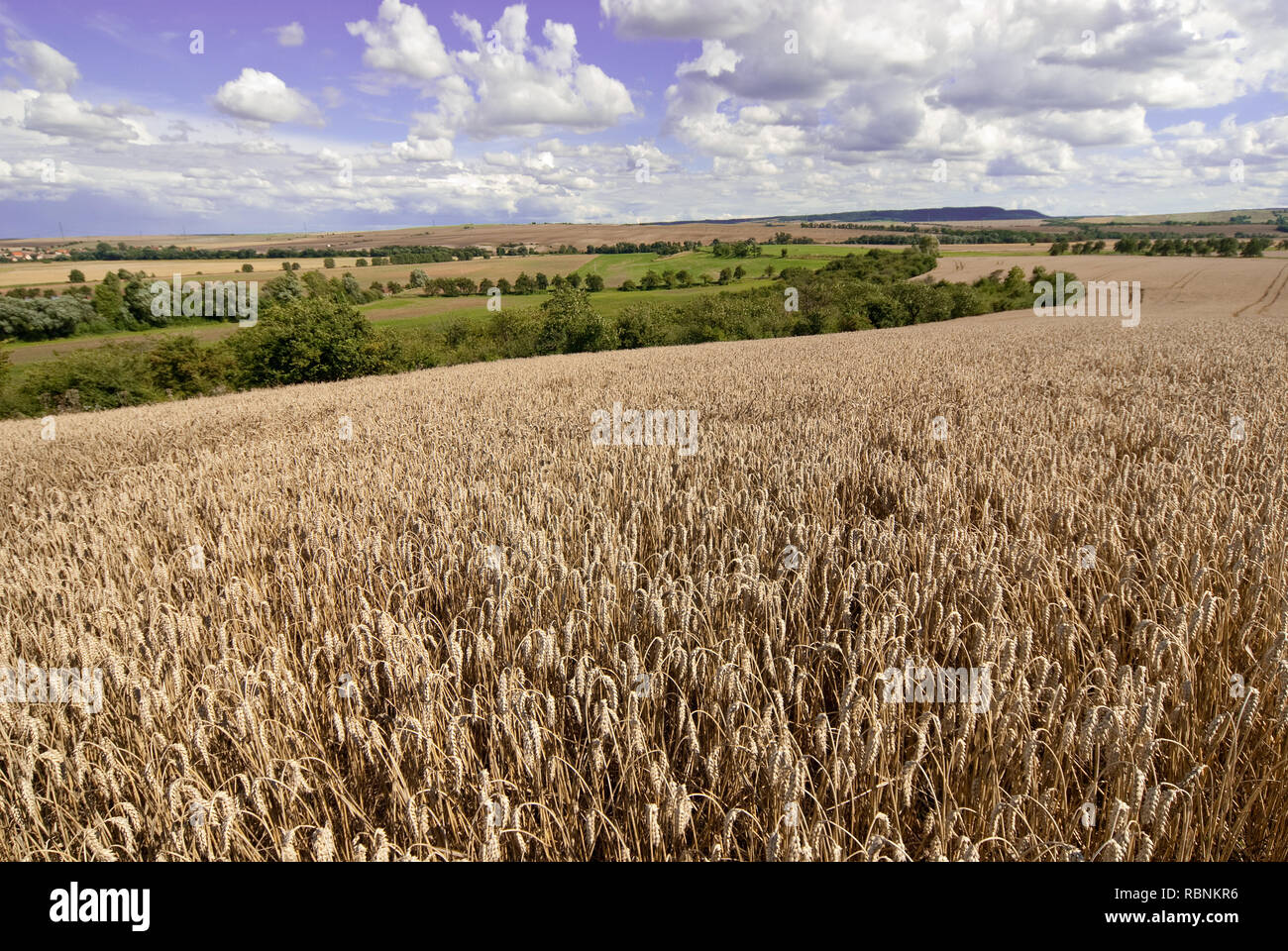Wheat field before harvest in Czech Republic Stock Photo - Alamy