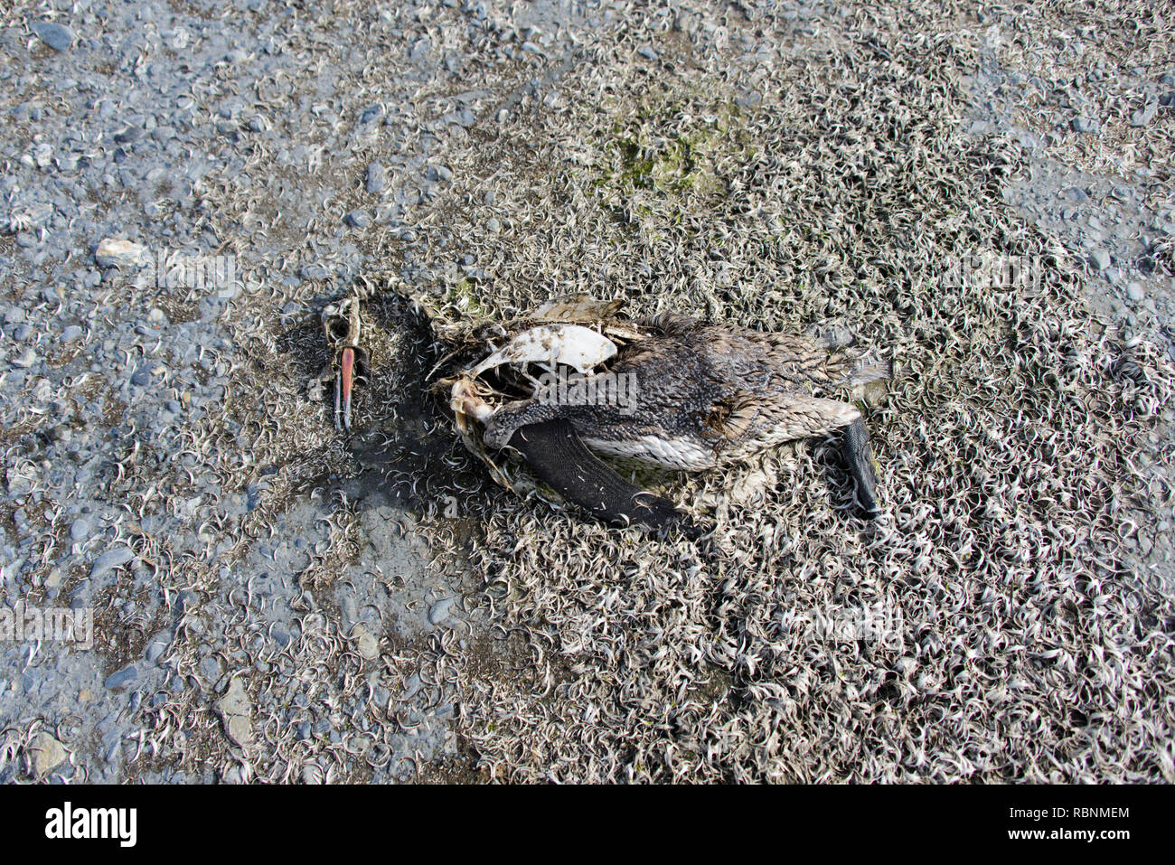 Dead Penguin High Resolution Stock Photography and Images - Alamy
