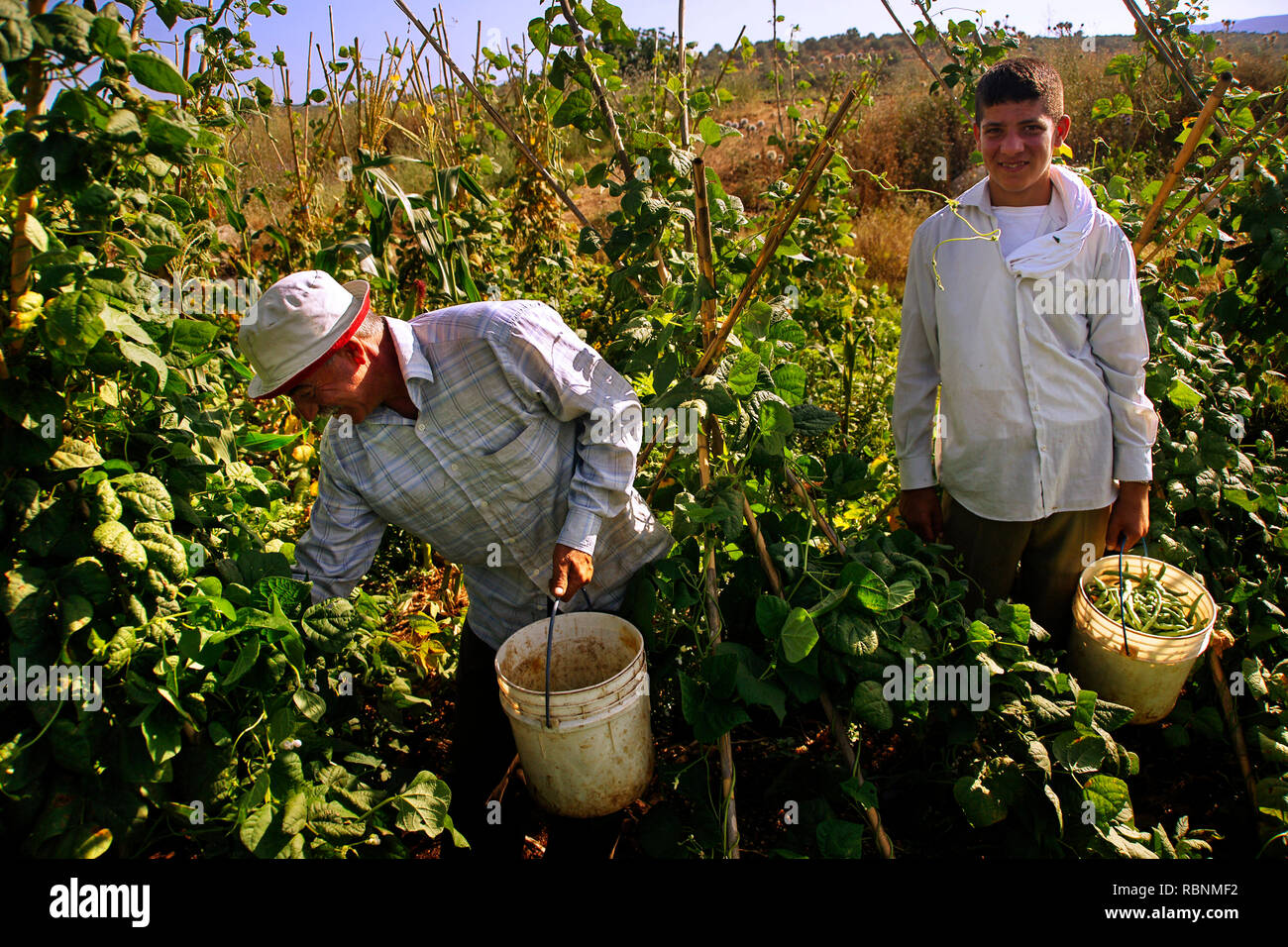 Farmer crop syria hi-res stock photography and images - Alamy