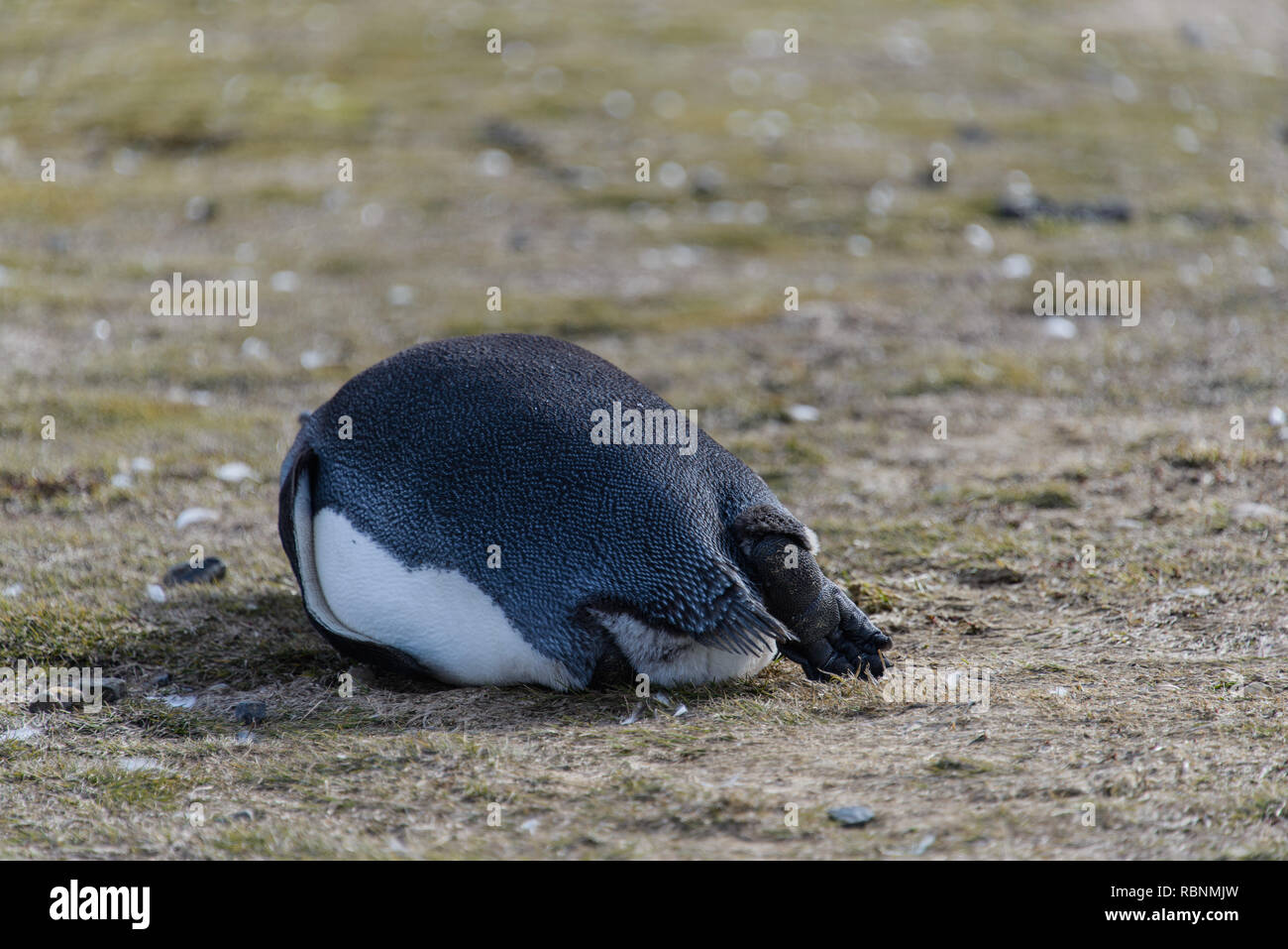 King penguin lying on ground Stock Photo - Alamy